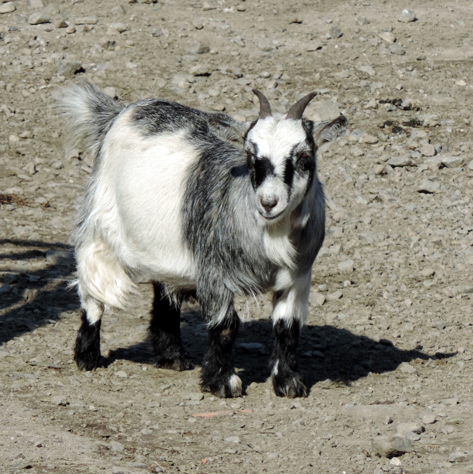 The Glebe Blog: 04/2014