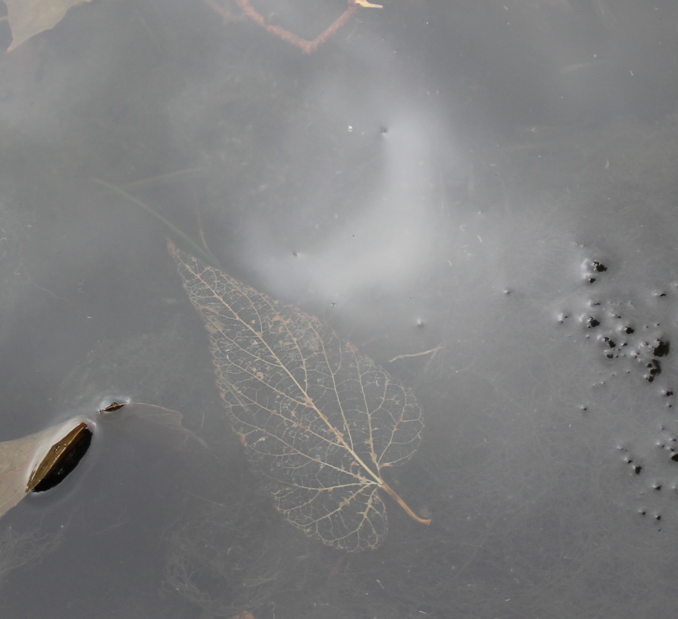 Biological Thinking: What is a Leaf Skeleton?