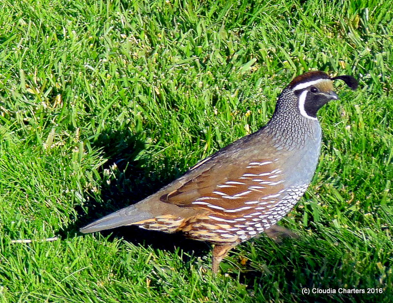 Comfort Spiral: California Quail