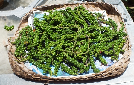 philipveerasingam: Black pepper -Piper nigrum, Sri Lanka