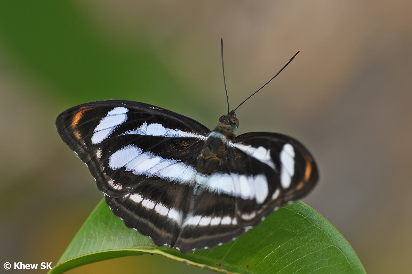 Butterflies of Singapore: 08/01/2020 - 09/01/2020