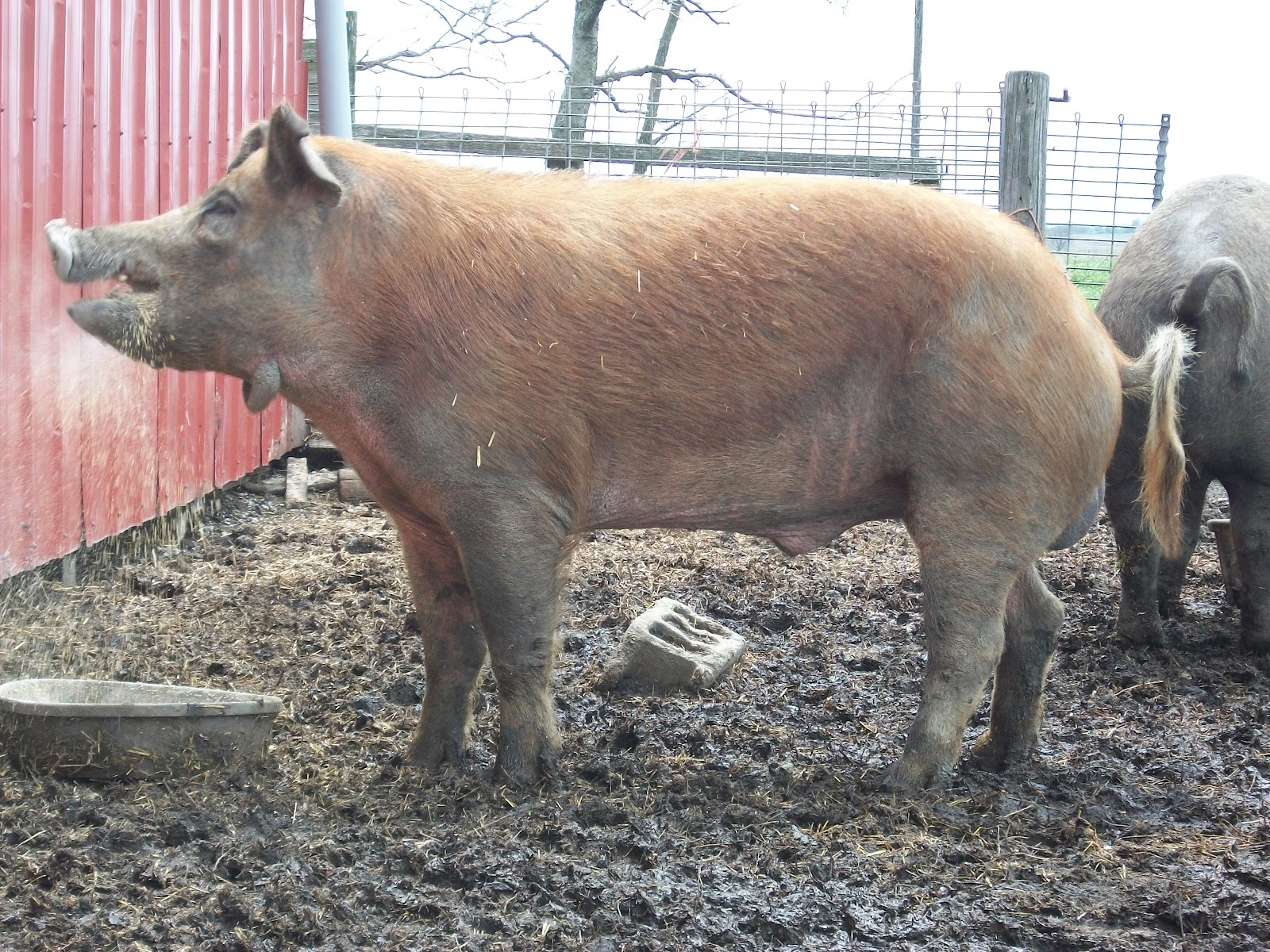 The Midlife Farmwife: Total Hogwash in Michigan