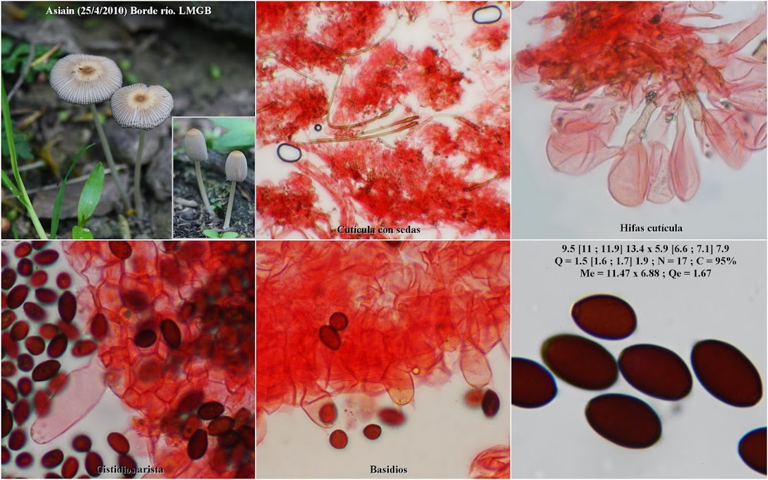 Microscopía de hongos. Vol 4. O - R: Parasola auricoma