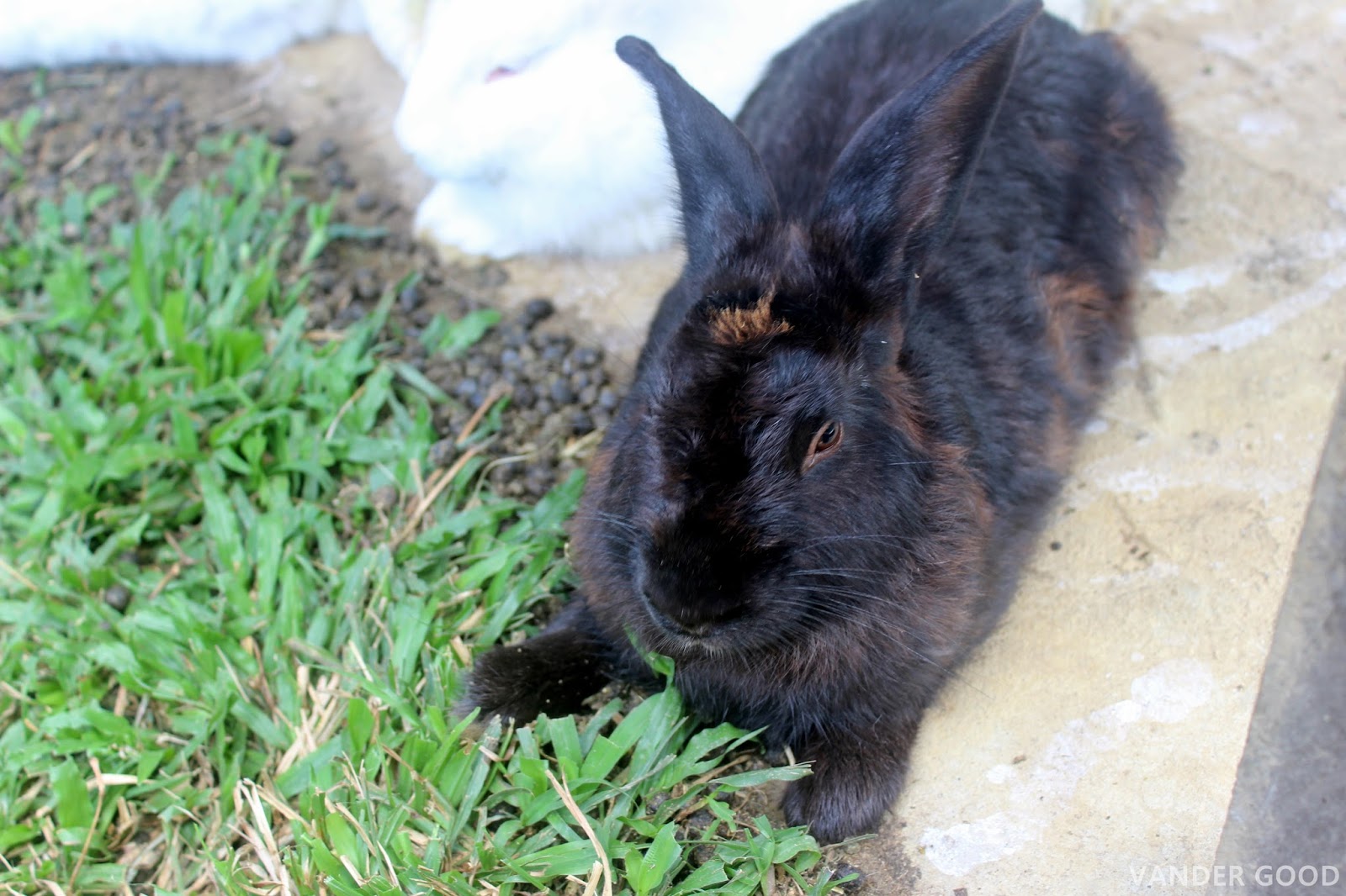Melawat arnab-arnab yang comel di Arnab Village, Ranau, Sabah | VANDER GOOD