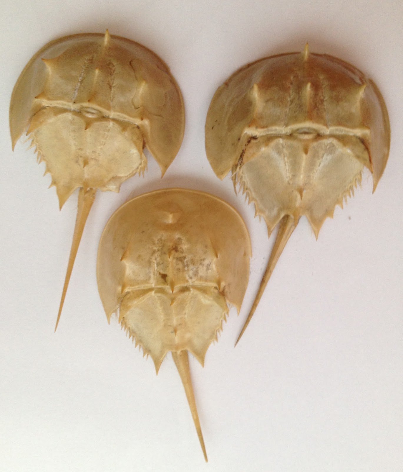 The Hunter and The Gatherer: Horseshoe Crabs: Living Fossils