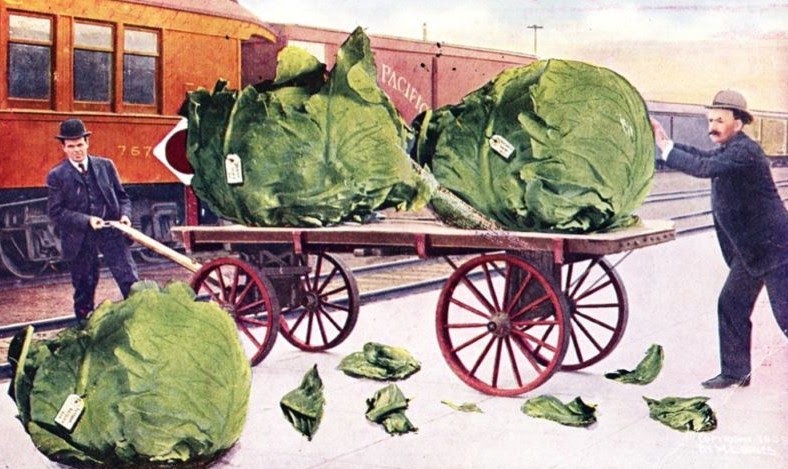 Everyday Dutch Oven: Sausage, Potato and Cabbage Stew