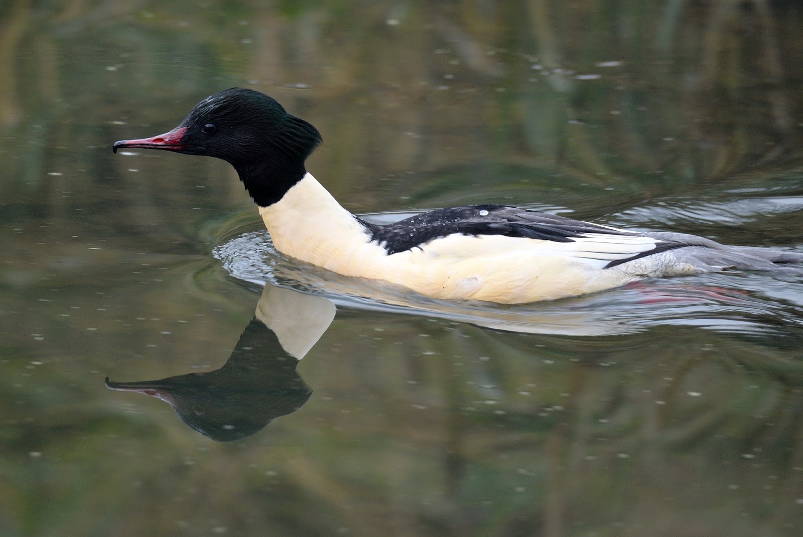 South Wales Birding.: Drake Goosander in Cors crychydd reen today.