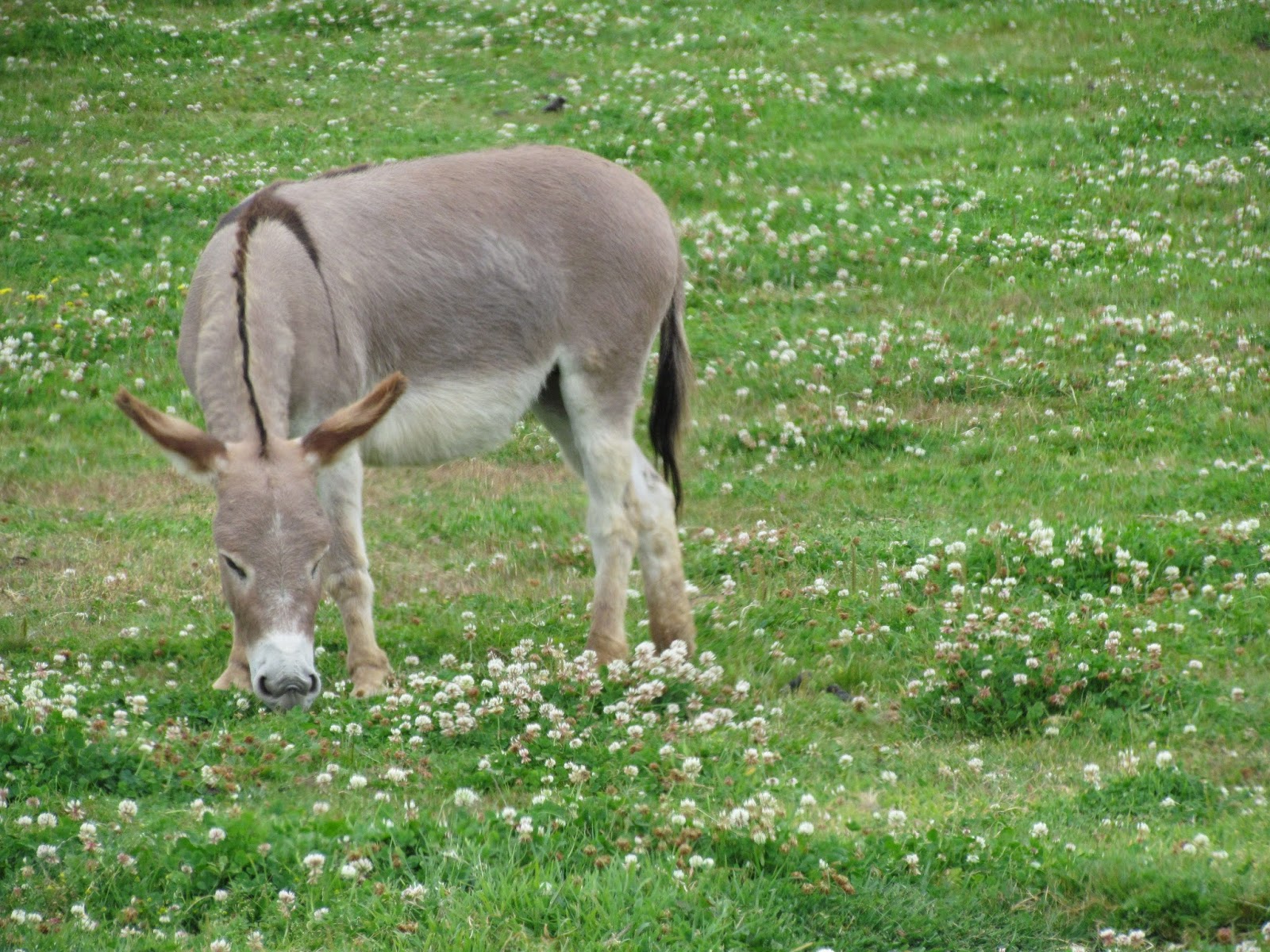 Scene Through My Eyes: Rurality - Miniature Donkeys