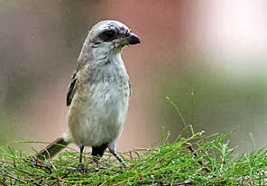 Ciri Fisik Burung Cendet Yang Baik | Burung Muda BeNG