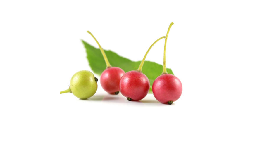 Kersen Leaf Extract | Potentially Replaces Synthetic Antioxidants For ...