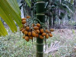 Ilmu Petani Berdasi: Klasifikasi dan Morfologi Tanaman Pinang