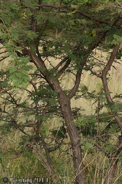 South African Photographs: Sickle Bush (Dichrosachys cinerea)