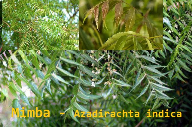 Tahukah Kamu 7 Jenis Tanaman Ini Dapat Dijadikan Pestisida Nabati ...