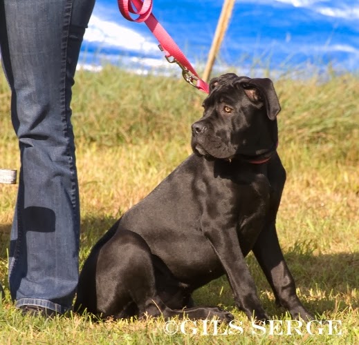 Cane Corso Italiano 'dei Molossi d'Eburon' weblog: De Belgian Cane ...