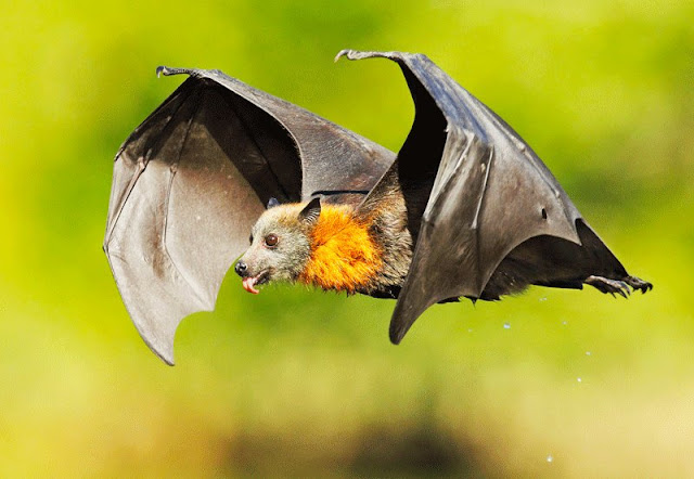 Grey-headed Flying Fox - Interesting Facts, Pictures and Other Information