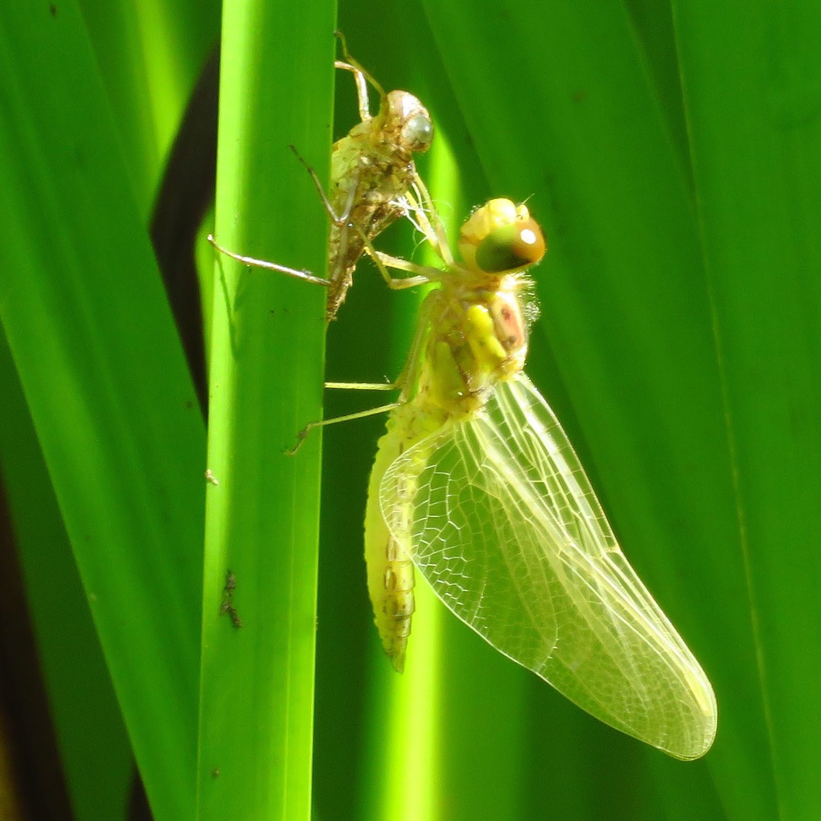 BugBlog: Here be dragons!