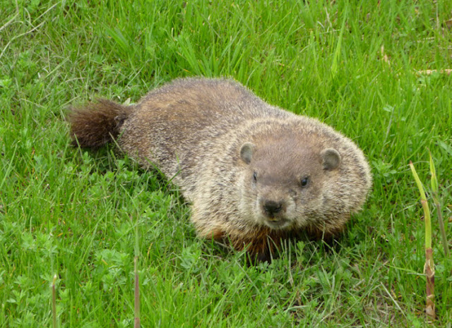 Groundhog | The Life of Animals