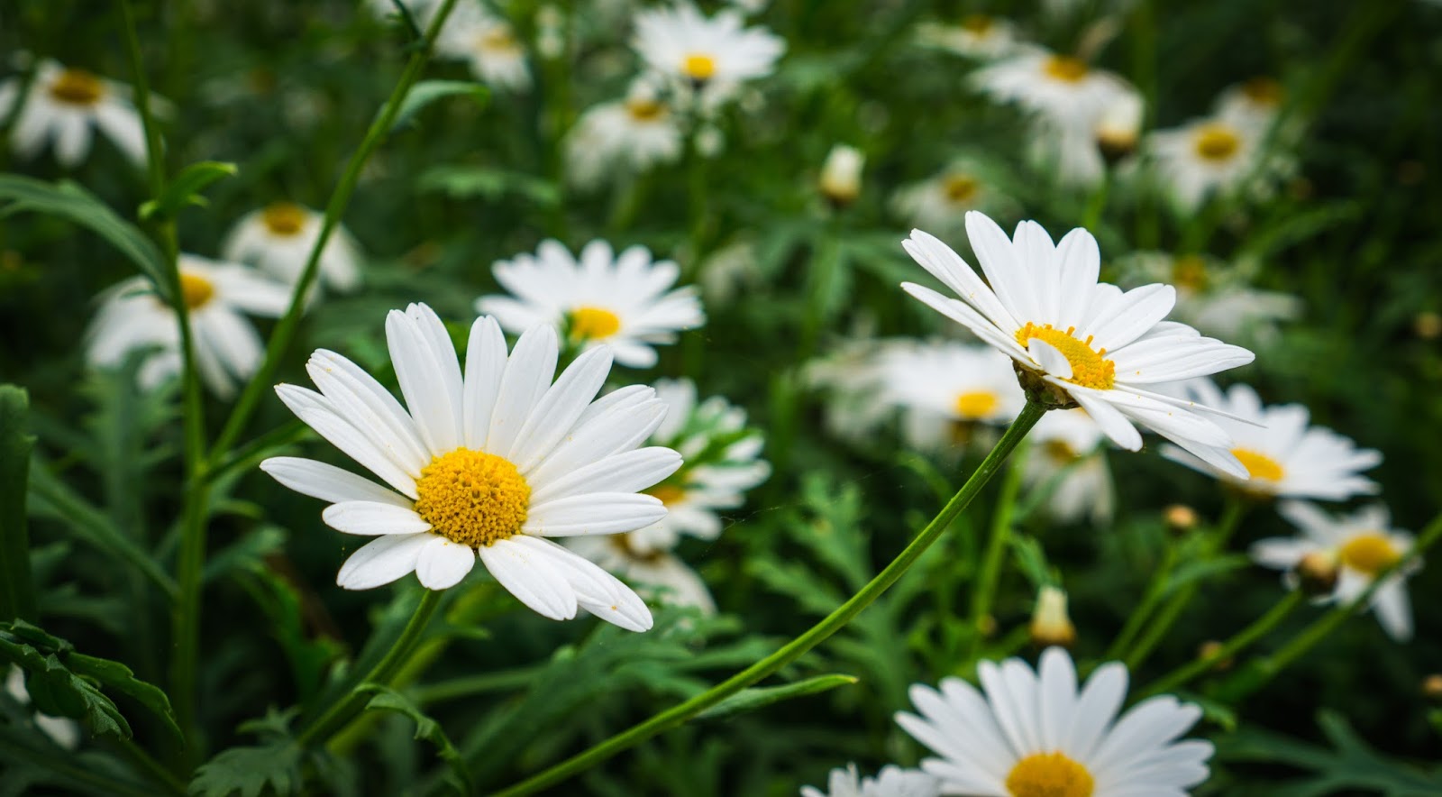 A Minute in the Life of Maria: Capri, Italy