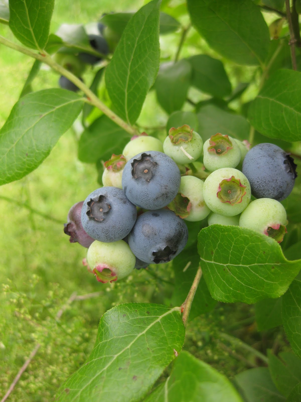 On The Pond Farm: No More Greenberries