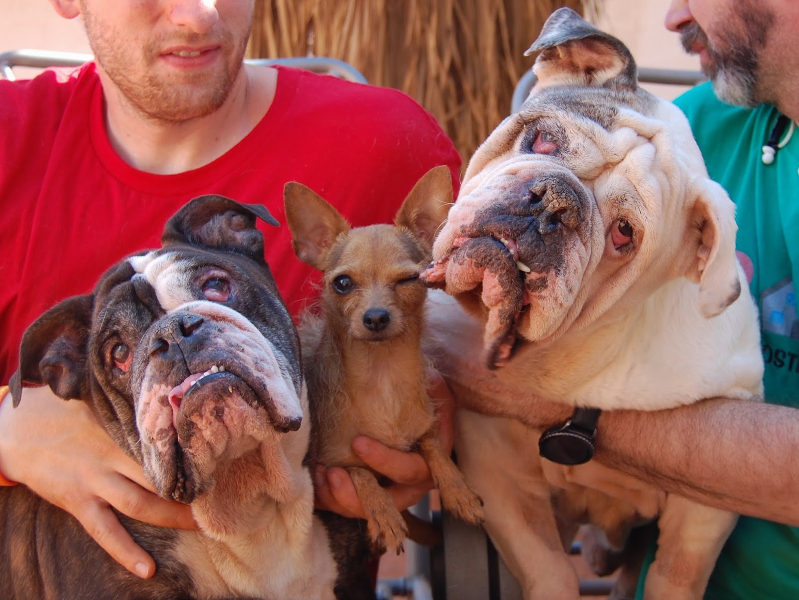 Fiona, Felicia & Shrek