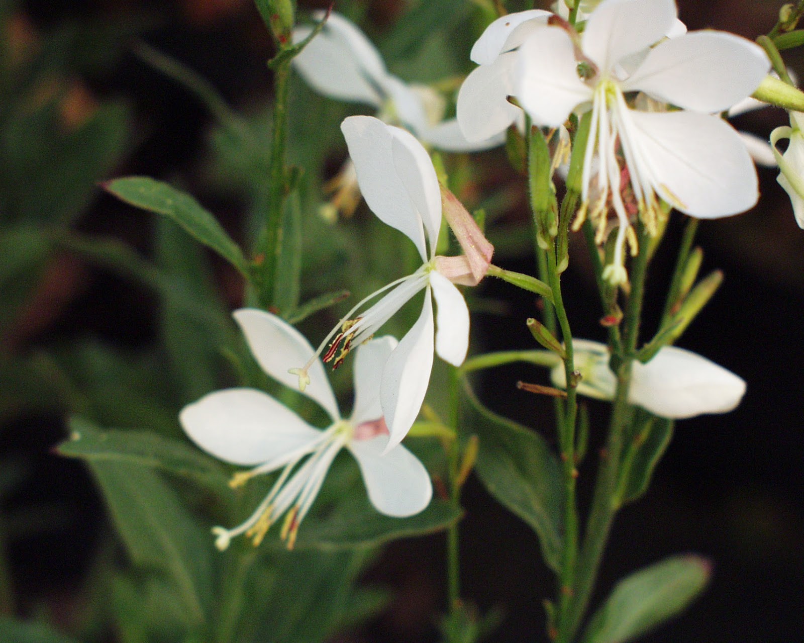 All about plants and more: Gaura - like dancing butterflies