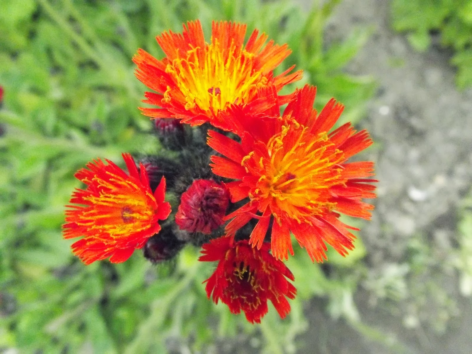 Endon Wildlife: Wild Flowers of Endon