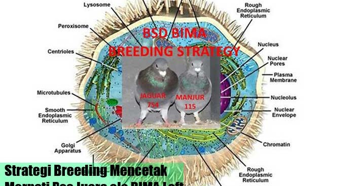 Strategi Breeding Merpati Pos Juara ala BIMA Loft