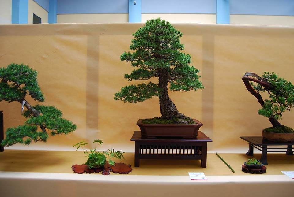 Bonsai Blog of Sándor Papp: BACK FROM WROCLAW, EUROPEAN BONSAI EXHIBITION