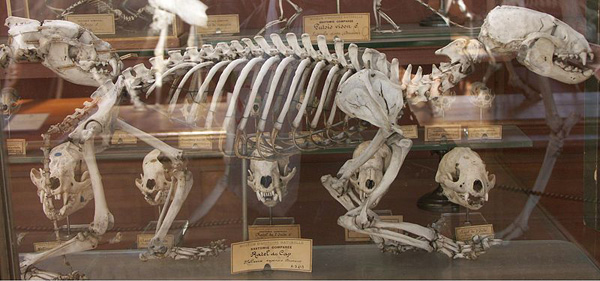 Synapsida: Teeth of the Giant Honey Badger