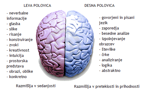 Biologija 8: Možgani