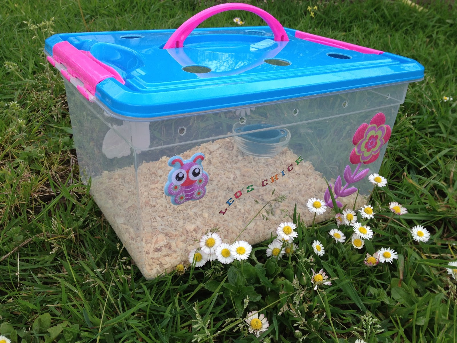 No sin mi pollito: Queremos compartir con los niños la alegría de ver ...