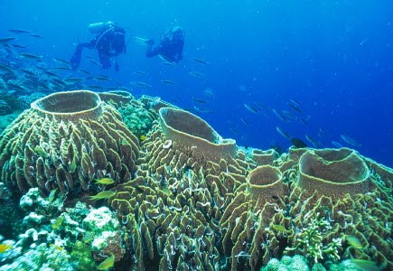United Nations Awarded Philippines for Tubbataha Reef conservation ...