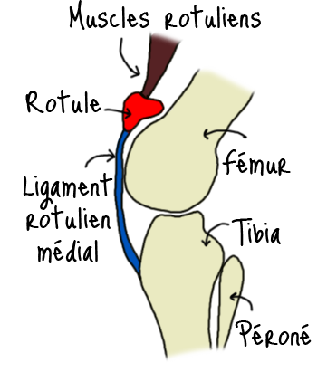 Soon a horse: L'accrochement de la rotule chez le cheval