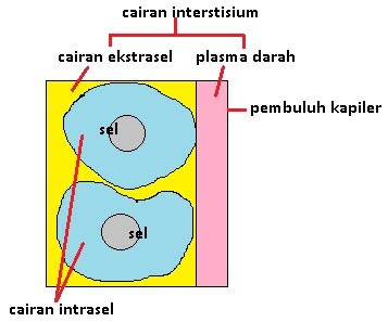 Komposisi Cairan Ekstra Sel (CES) | Ryusuke_Syn