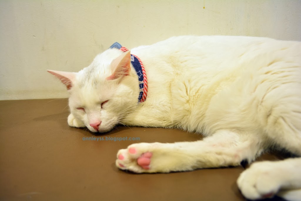 Saat Kau Sentuh Hatiku...: Minum Kopi Sambil Belai Kucing Di Cat Café ...