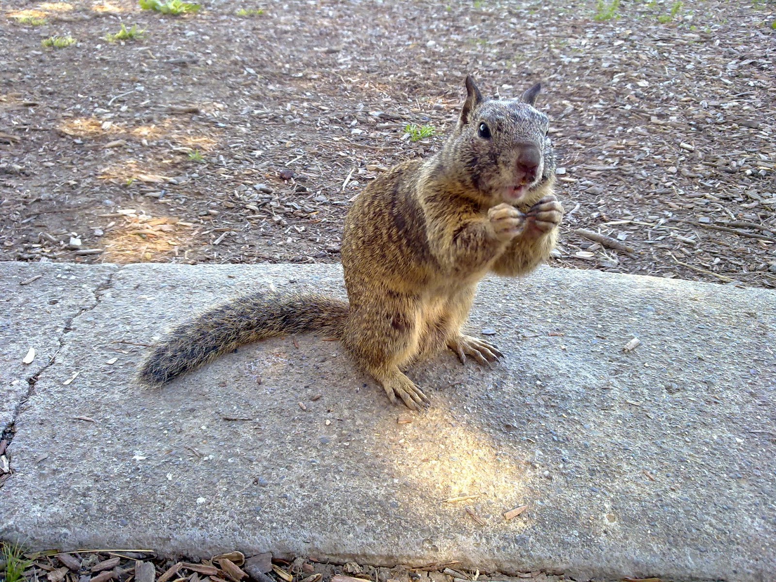Naturetastic Blog: Central Park Squirrels