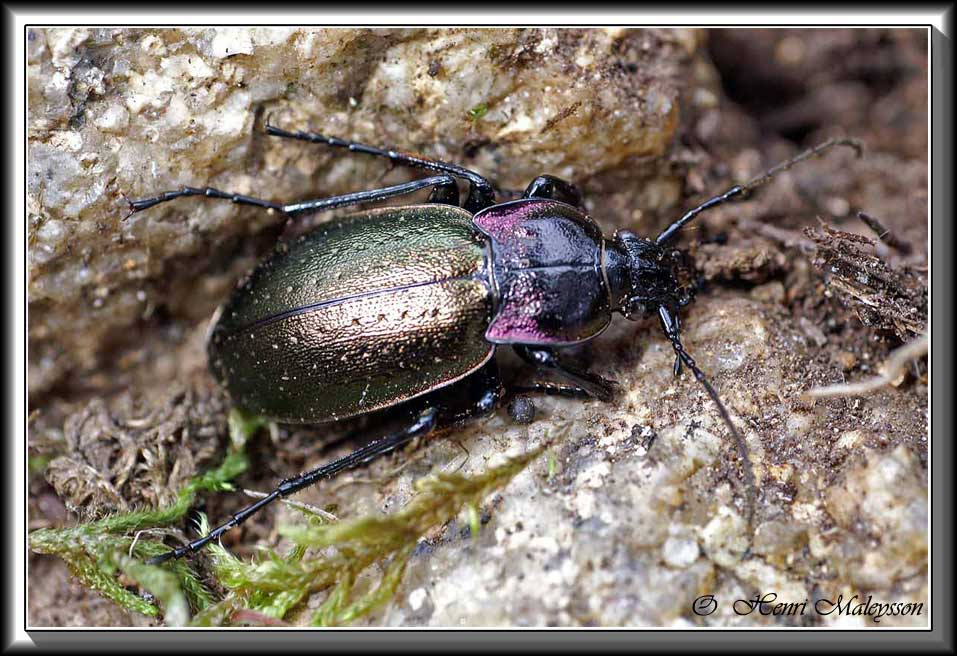 Photos araignées insectes fleurs henri maleysson: Quelques carabes