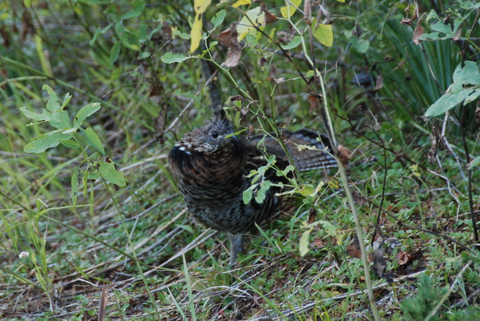 Roasted Grouse Recipe – Copley Brittany Blog