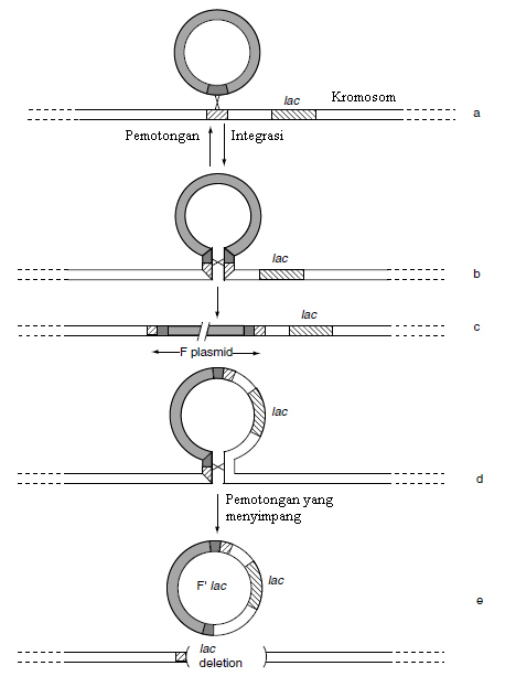Plasmid dan Episom | JENDELA KITA