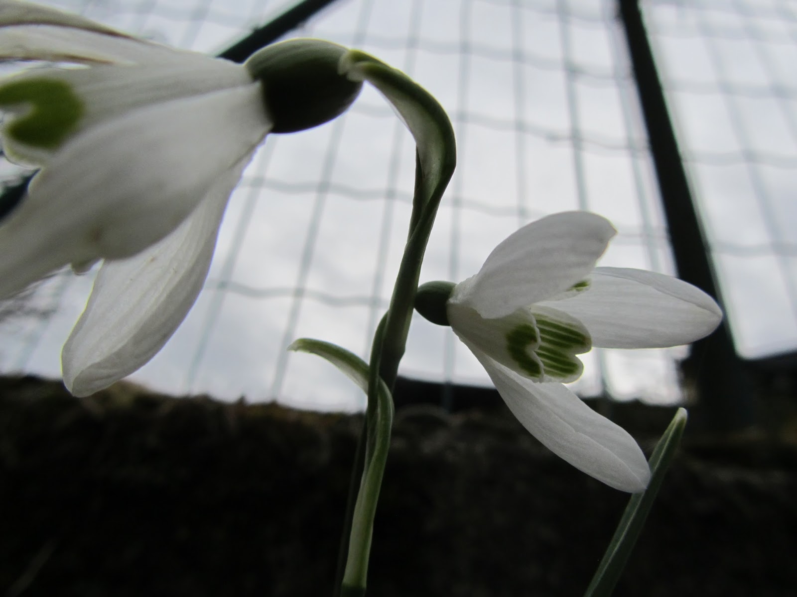 I Bucaneve (Galanthus nivalis) ed i Falsi Bucaneve (Leucojum vernum ...