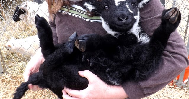 The Inky Spinnery: Banding Lamb's Tales