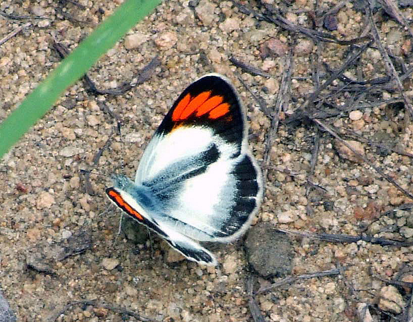 Birding South Sudan: Jebel Kujur