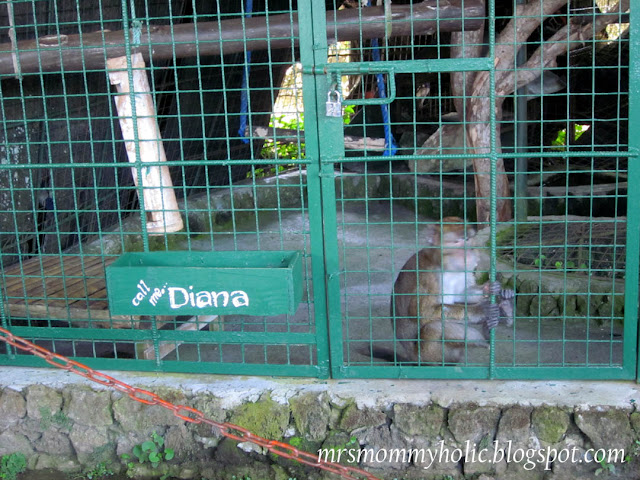 MrsMommyHolic: Residence Inn Zoo in Tagaytay