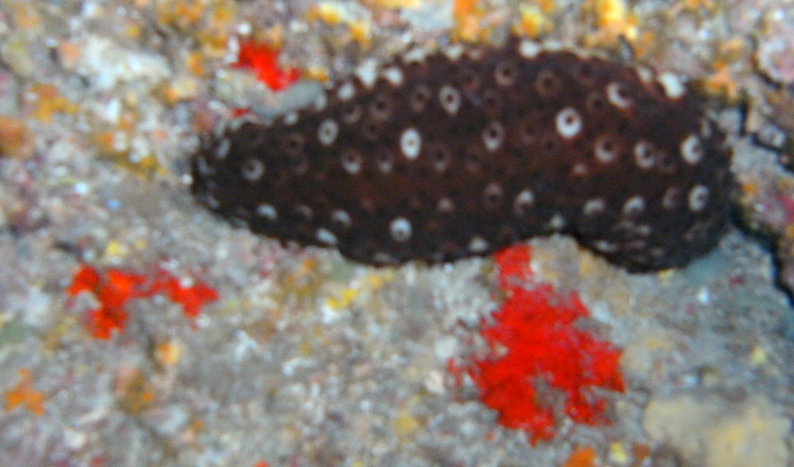 Sea Slug and the Turtle: Sea Cucumber