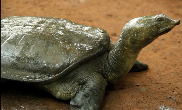 OBJEK WISATA KURA KURA BELAWA LEMAHABANG KABUPATEN CIREBON