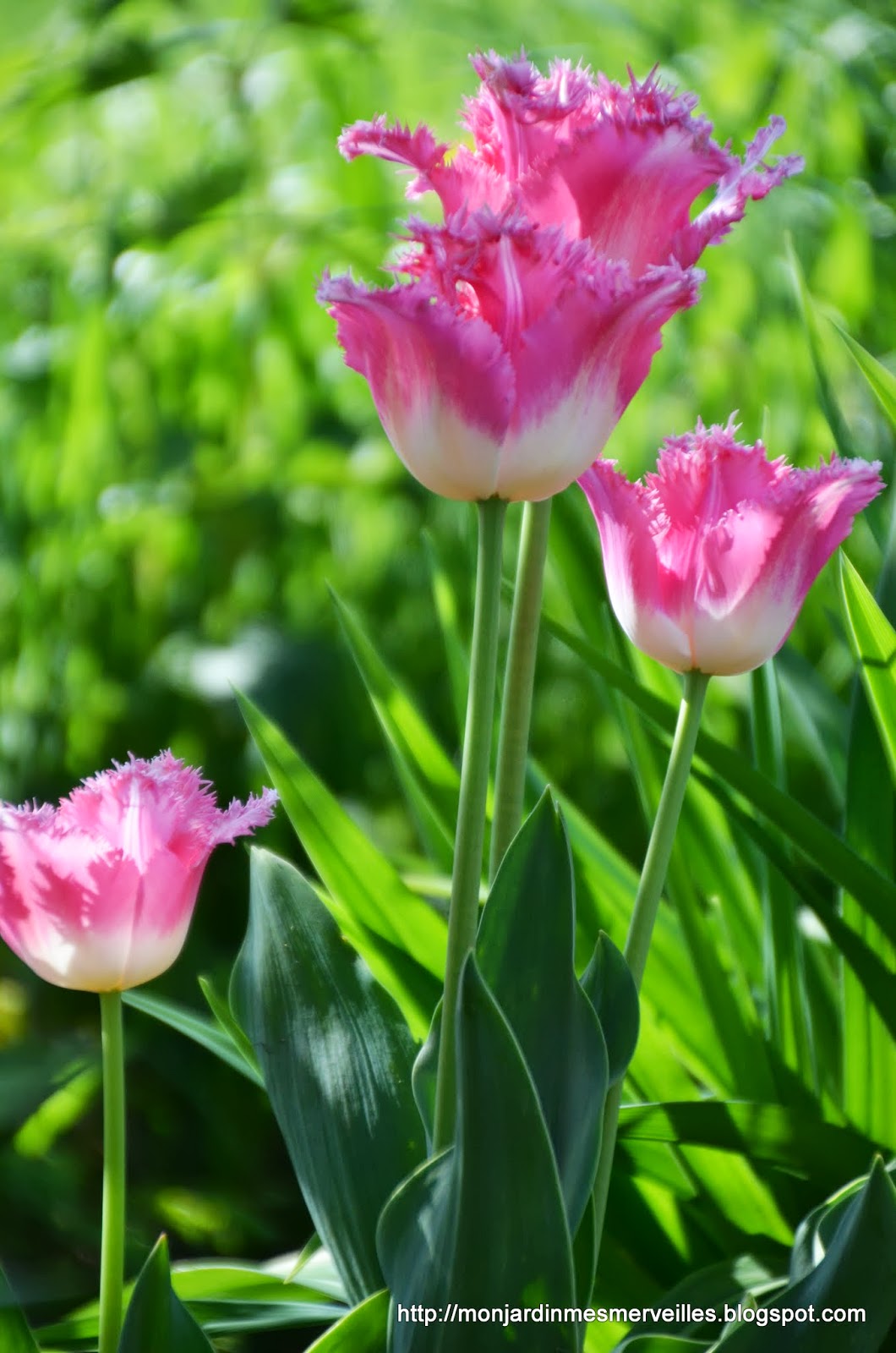 Mon Jardin Mes Merveilles: Tulipes 2013 : Les dernières...