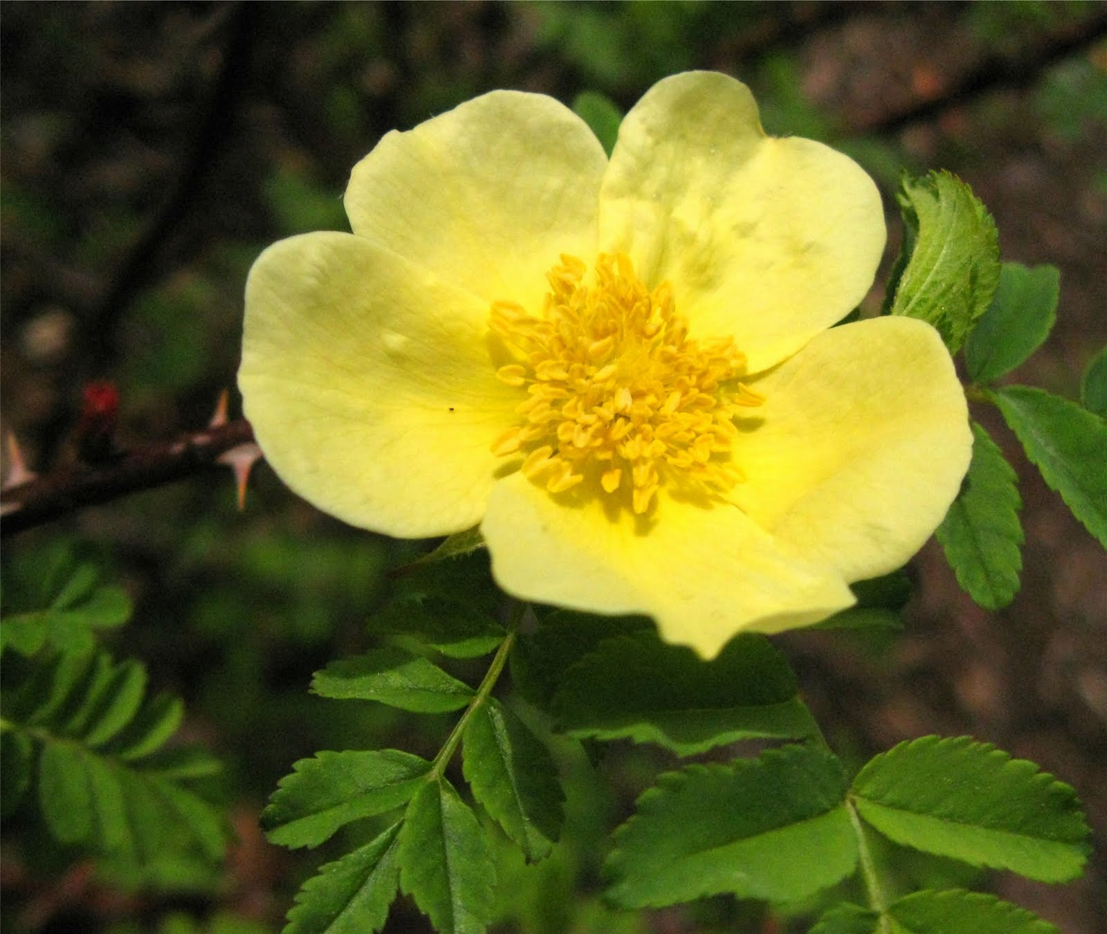 Flowerpedia: Rosa Primula