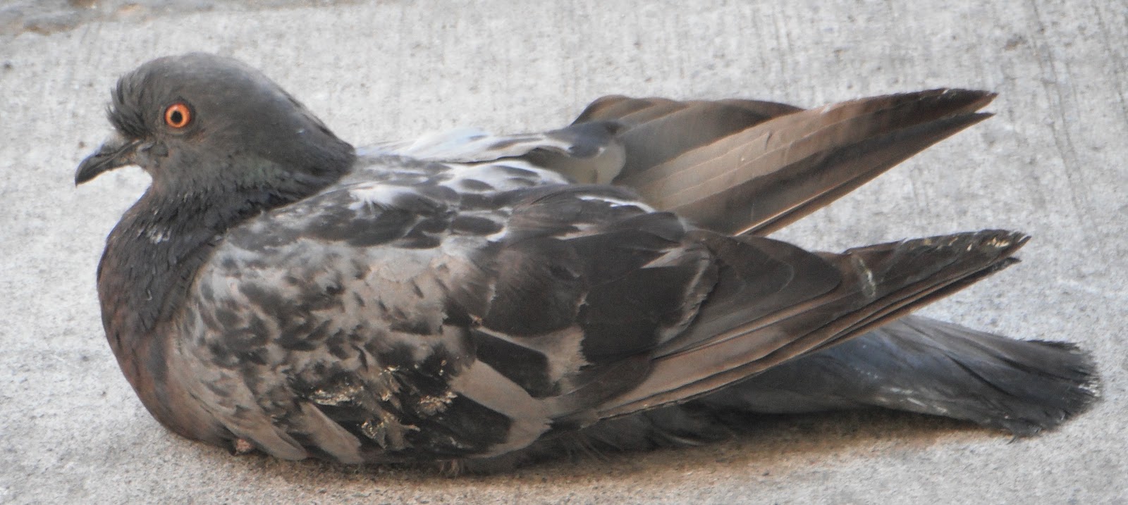 Fotografa Aficionada: Aves