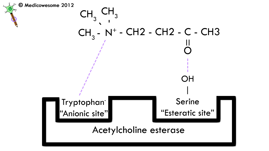 Medicowesome: Mechanism of action of anticholinesterase enzyme