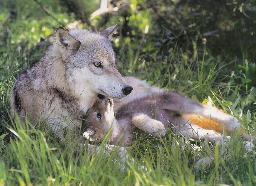 White Wolf : Wolves And Their Charming Miniature Versions (12 Pics)